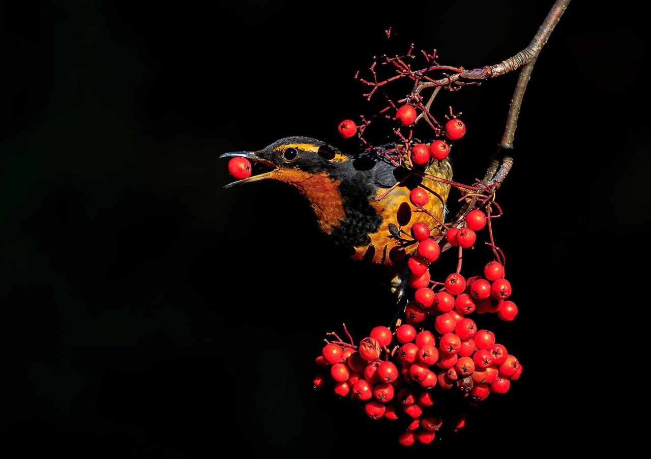 30-year 'snapshot' of Pacific Northwestern birds shows their surprising ...