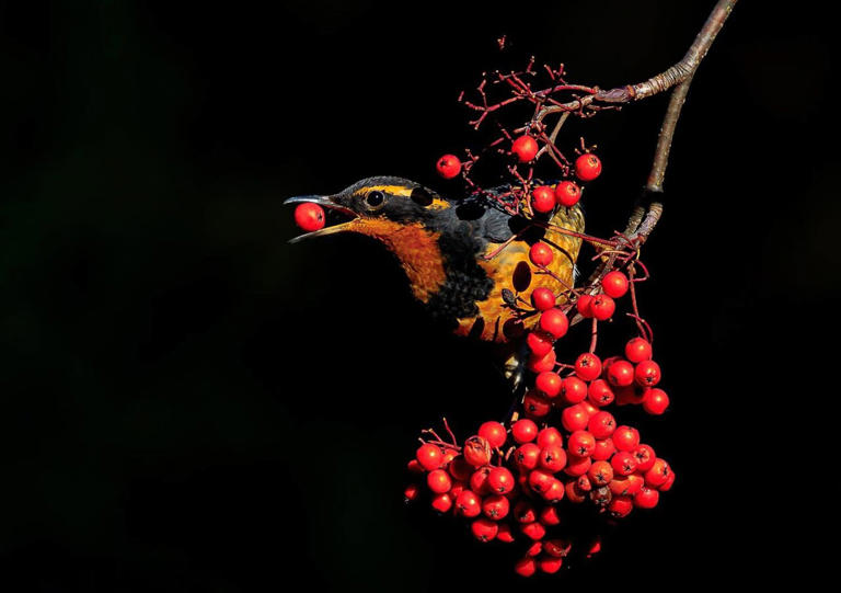 30-year 'snapshot' of Pacific Northwestern birds shows their surprising ...