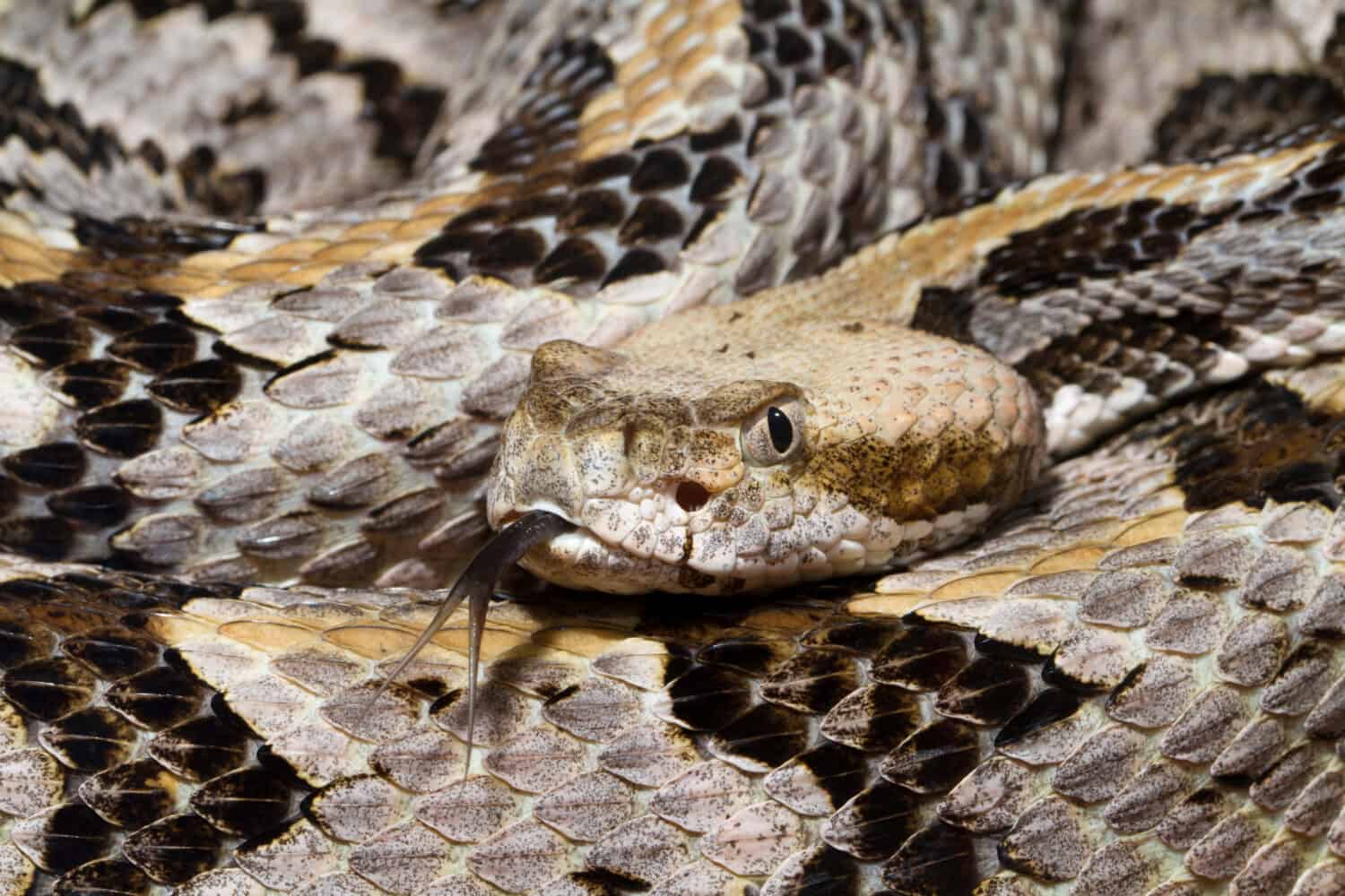 This man-sized snake dwells in the forest and has deadly venom
