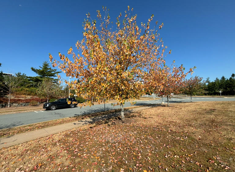 Extreme drought grips the Maritimes, raises major concern as winter nears