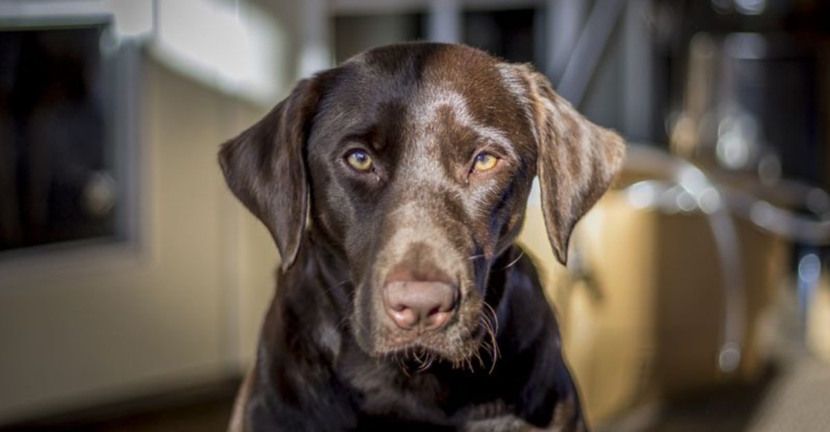16 Heavy-Shedding Dog Breeds That Shed a Lot (and 10 That Shed Very Little)