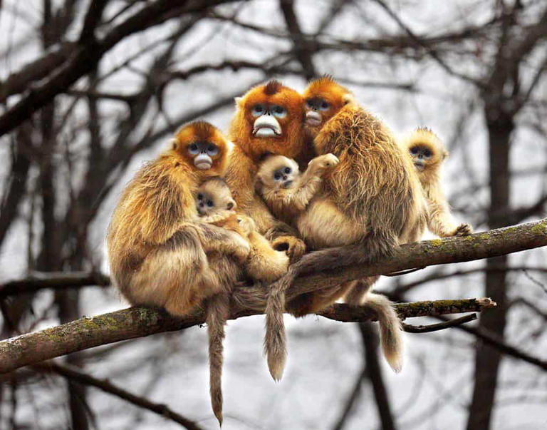 The Golden Snub-Nosed Monkey Looks Like an Ewok