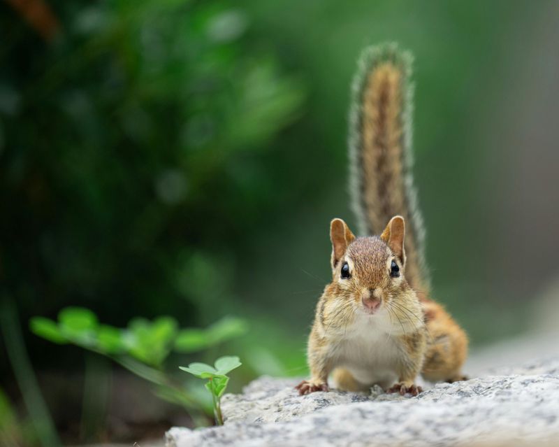 9 Of The Longest-Living Small Mammals