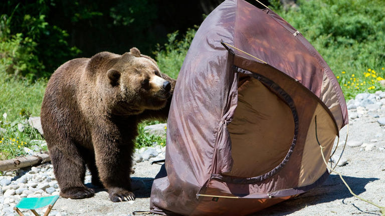 What To Do If You Hear A Bear Right Outside Your Tent