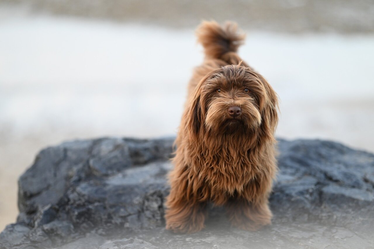 Autistic dogs? Neurodiversity in our pets and what it might mean for us
