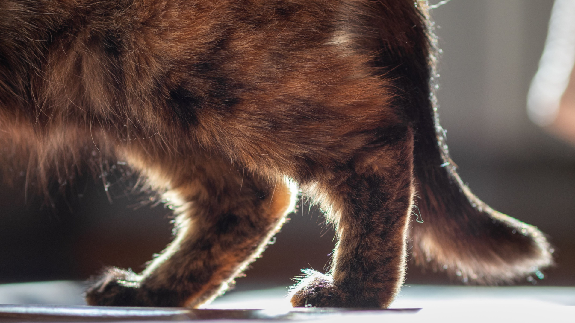Subtle Signs Your Cat Is Developing Arthritis