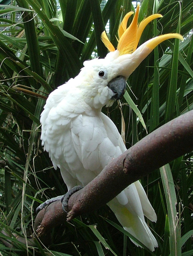 Dublin Zoo names critically endangered parrot ‘Troy’ in honour of ...
