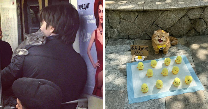50 'No context cats' photos that are pure chaos and perfection