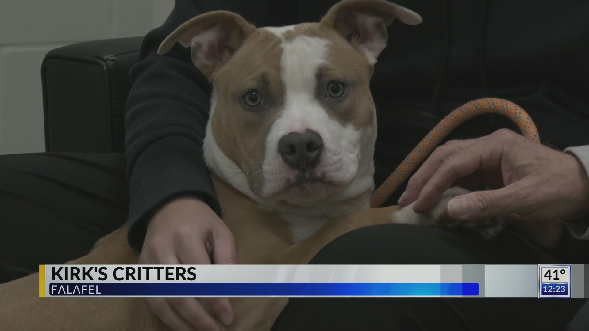 Kirk's Critters: Falafel