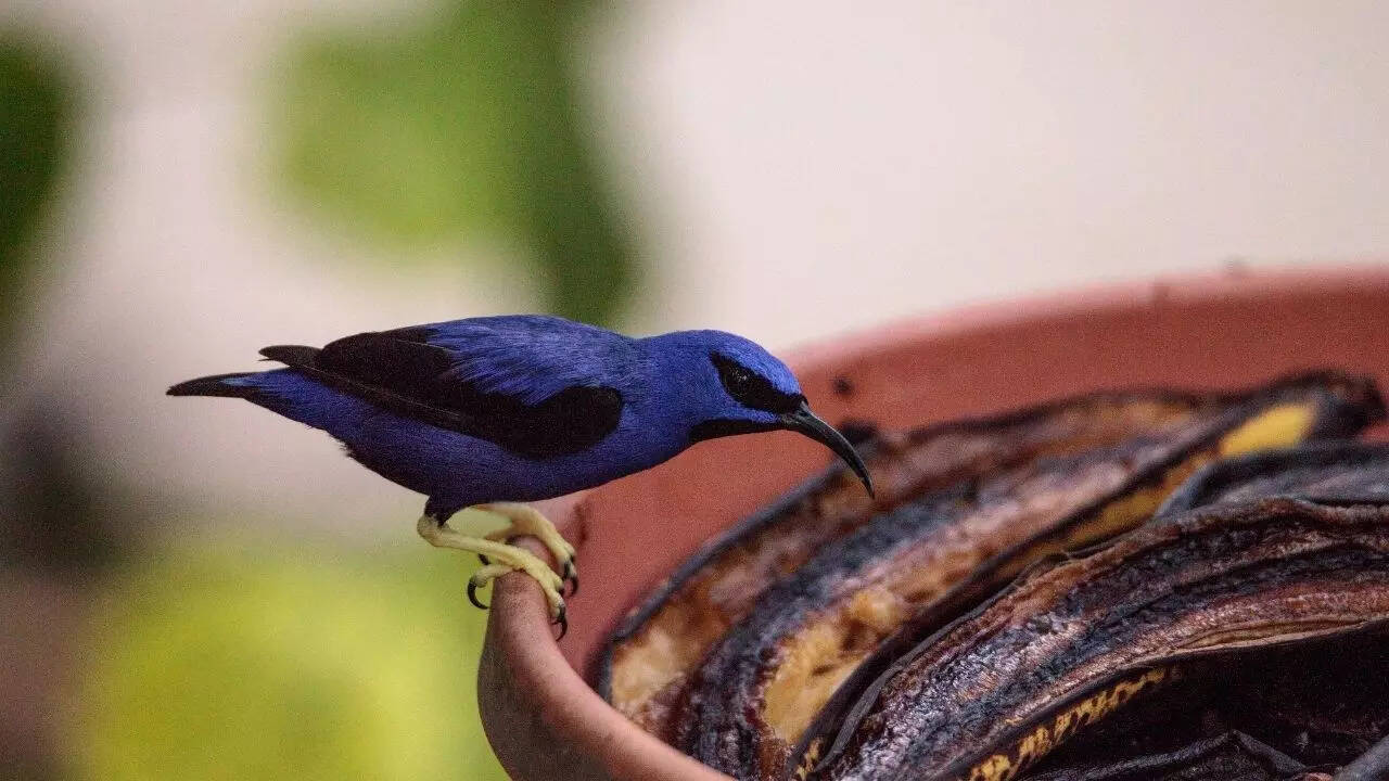 5 stunning purple coloured animals that seem to be painted by artists