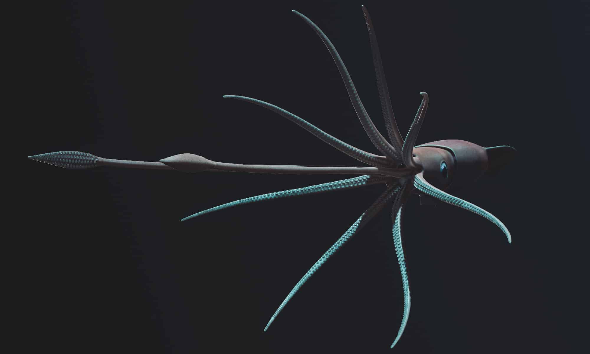 This 33-foot squid was big enough to eat a human