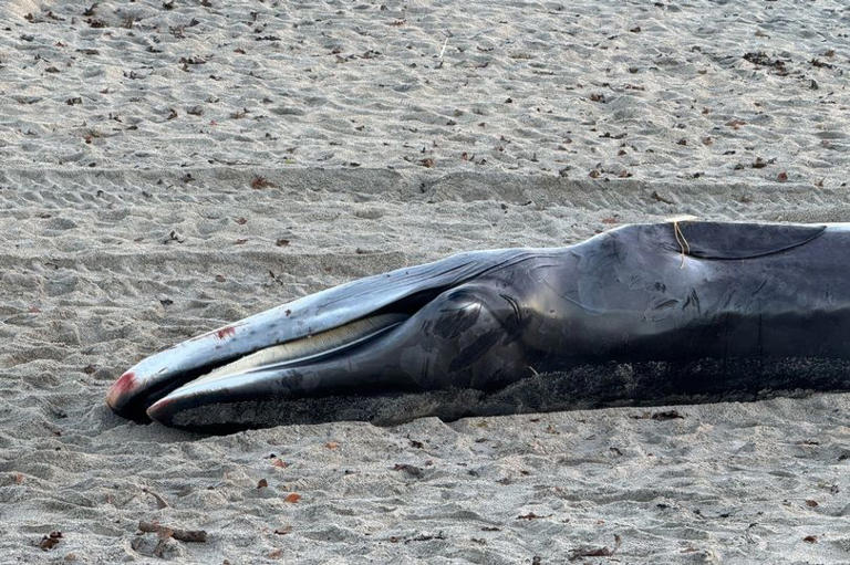 Stranded whale on Cornwall beach put to sleep to end suffering