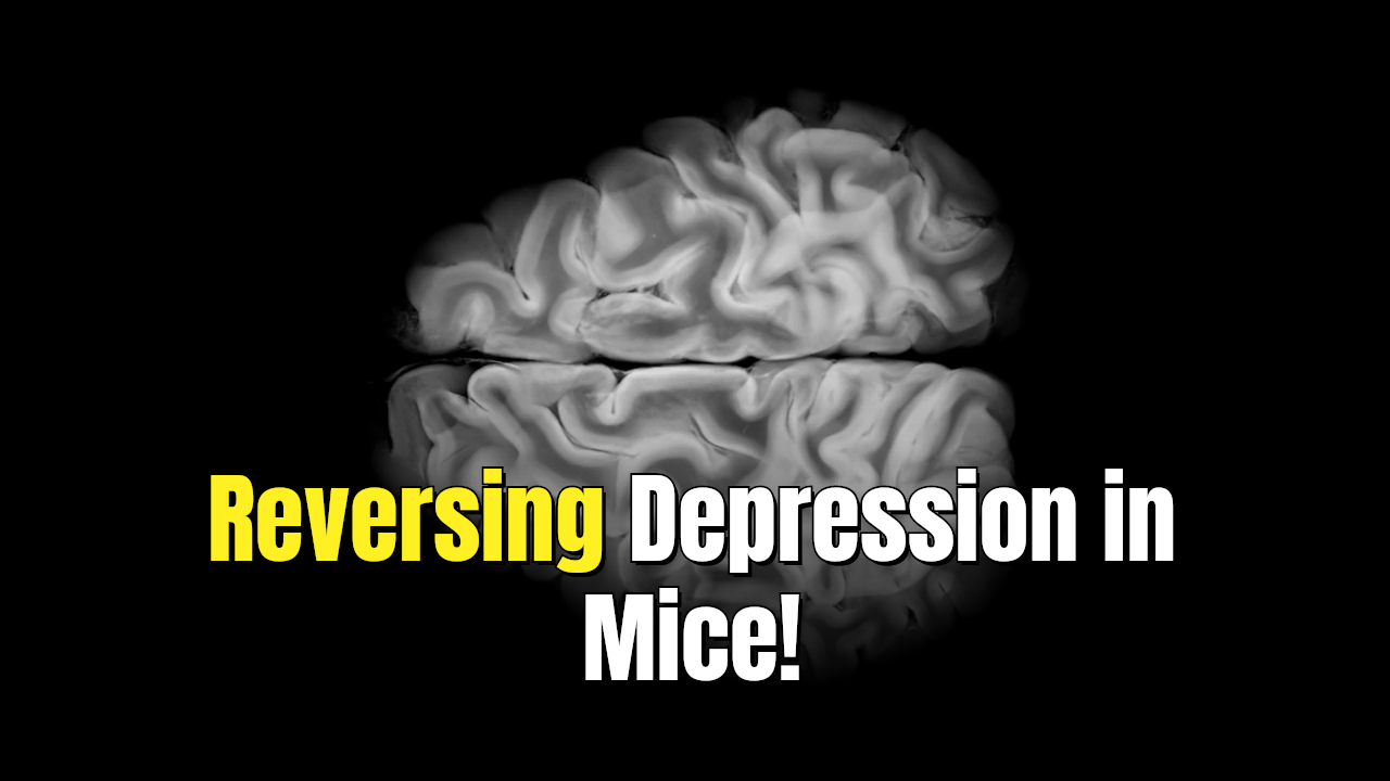 Scientists Discover a Small Group of Brain Cells That Completely ...
