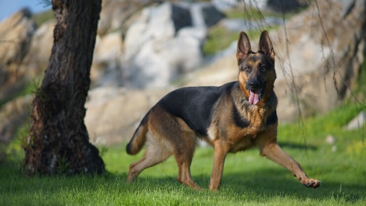 15 large dogs recognized for their obedience and ease of training