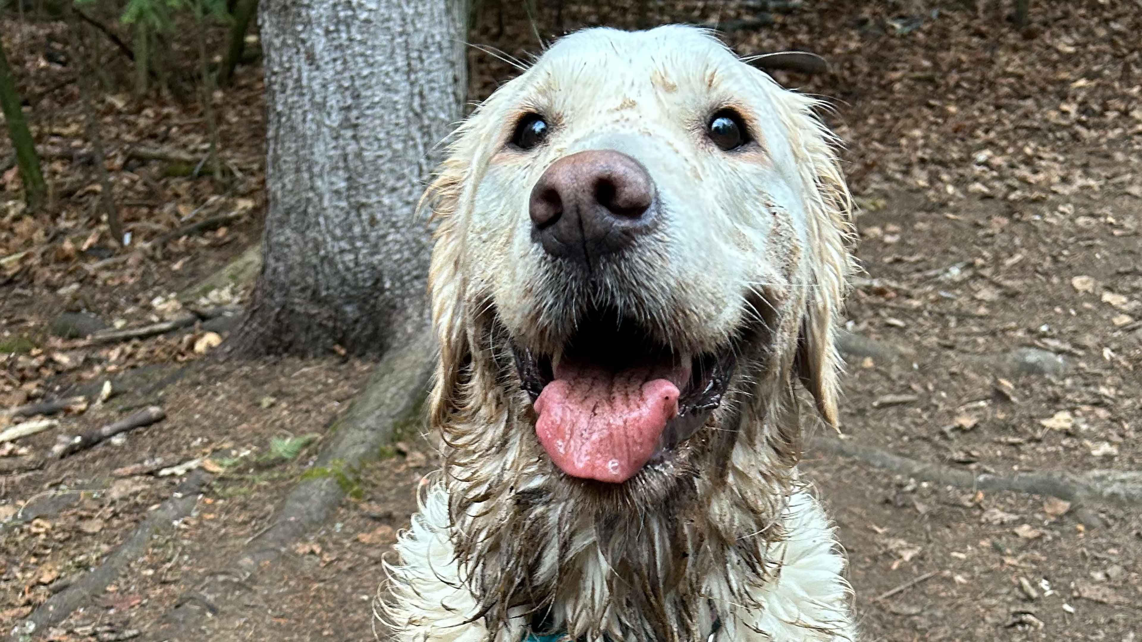 Found: A Stick Vacuum That Can Handle My Filthy Dog