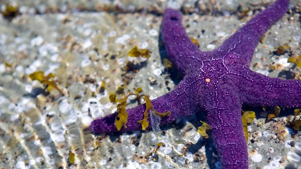 5 stunning purple coloured animals that seem to be painted by artists