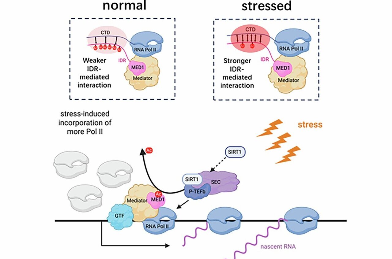 Molecular switch helps cancer cells survive harsh conditions