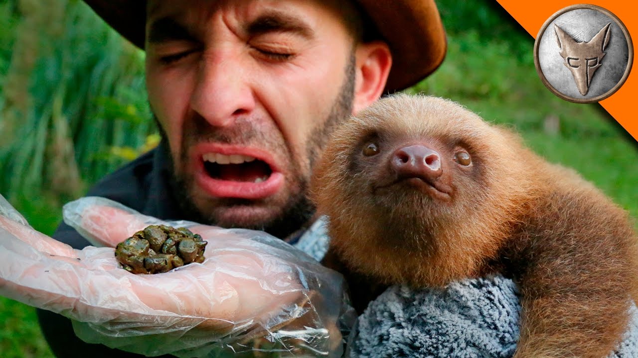 Sloth caught in action: The rarest natural moment
