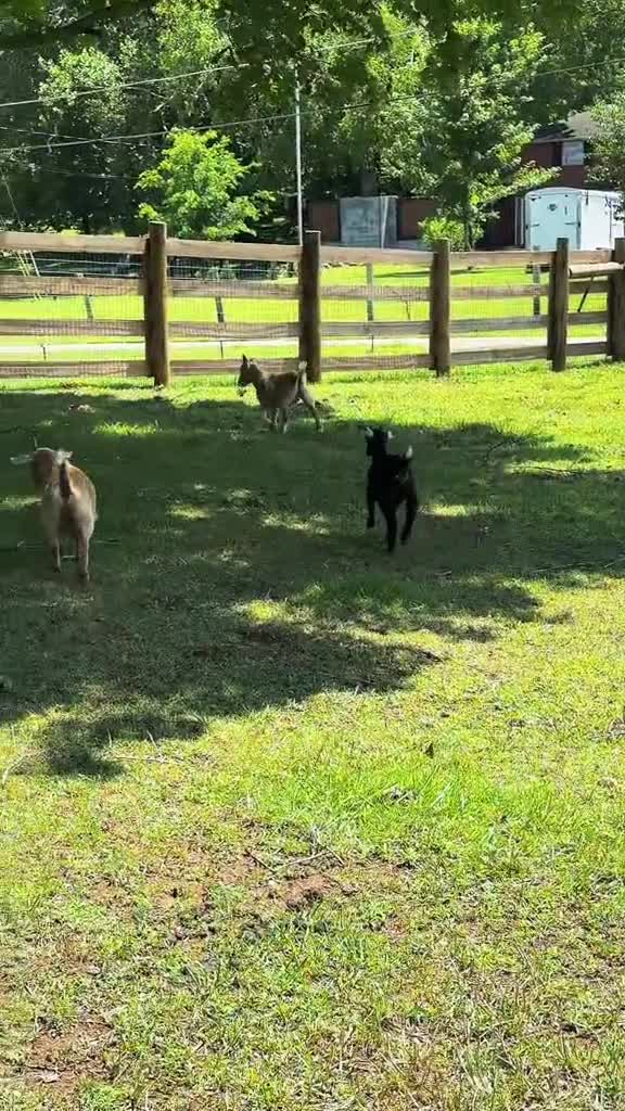 Blossom the Goat Explores the Front Yard for the First Time