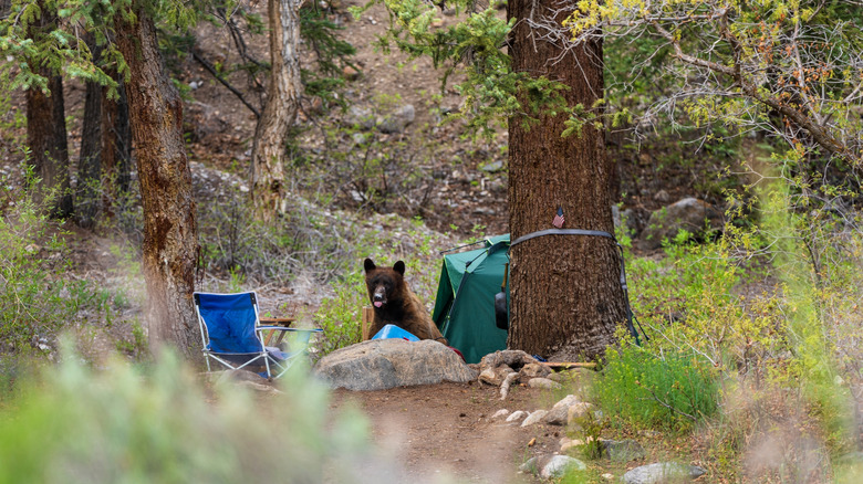 What To Do If You Hear A Bear Right Outside Your Tent