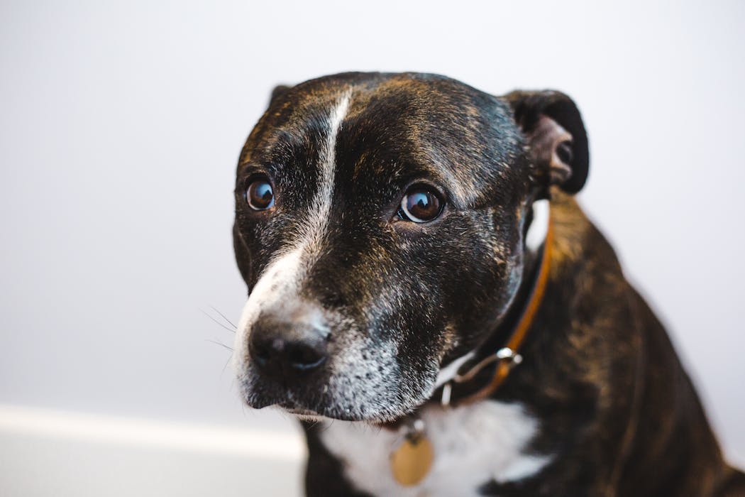 Autistic dogs? Neurodiversity in our pets and what it might mean for us