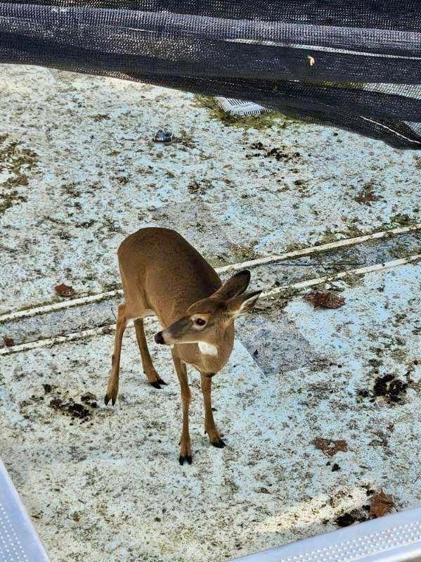 Look: Deer wanders into Indiana theme park, gets trapped in pool