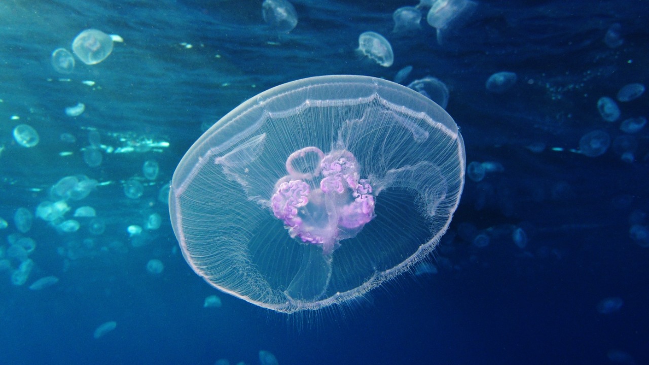 Scientists are baffled by a giant jellyfish the size of a building