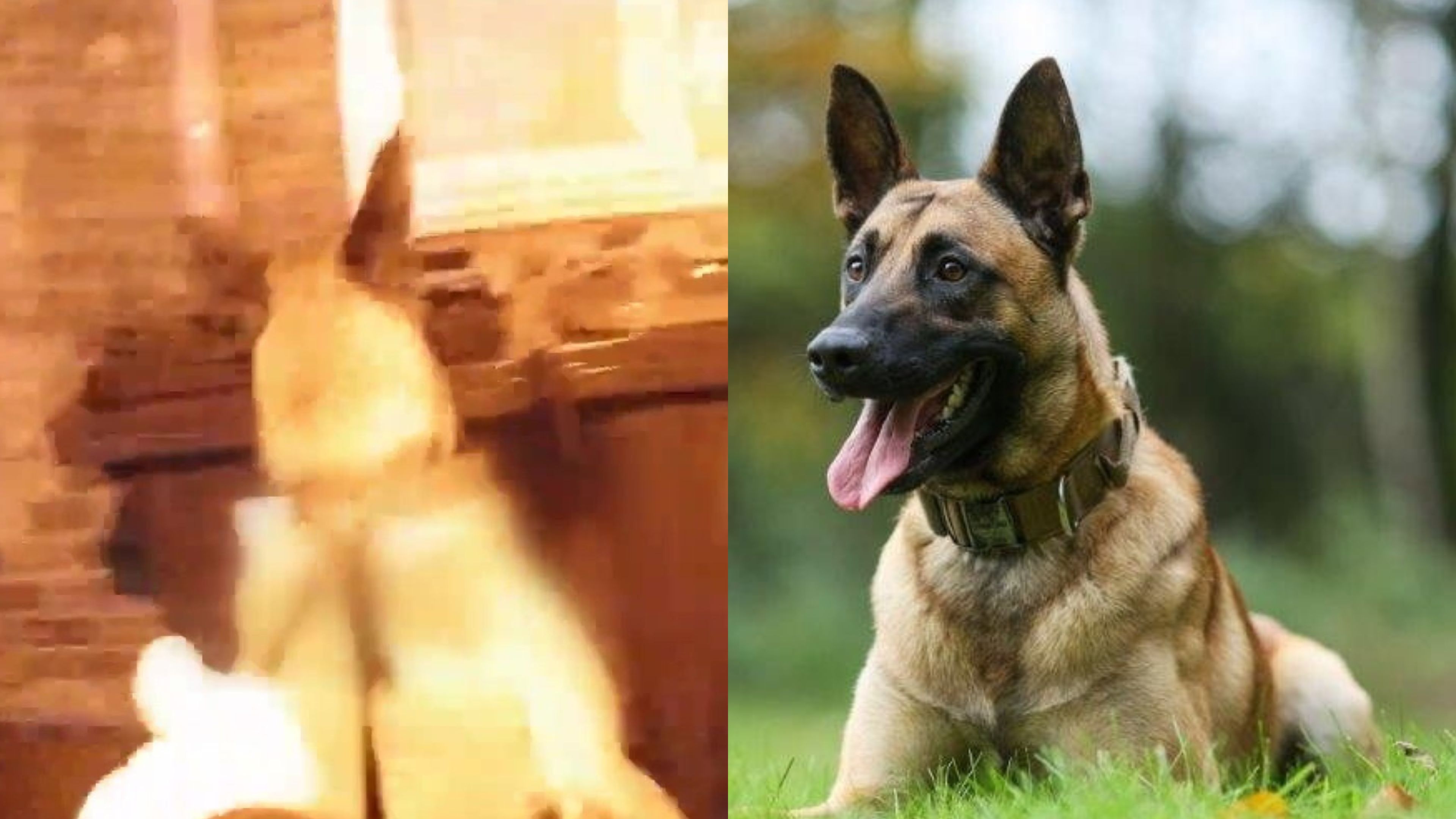 Moment police dog sniffs out suspect hiding in wheelie bin