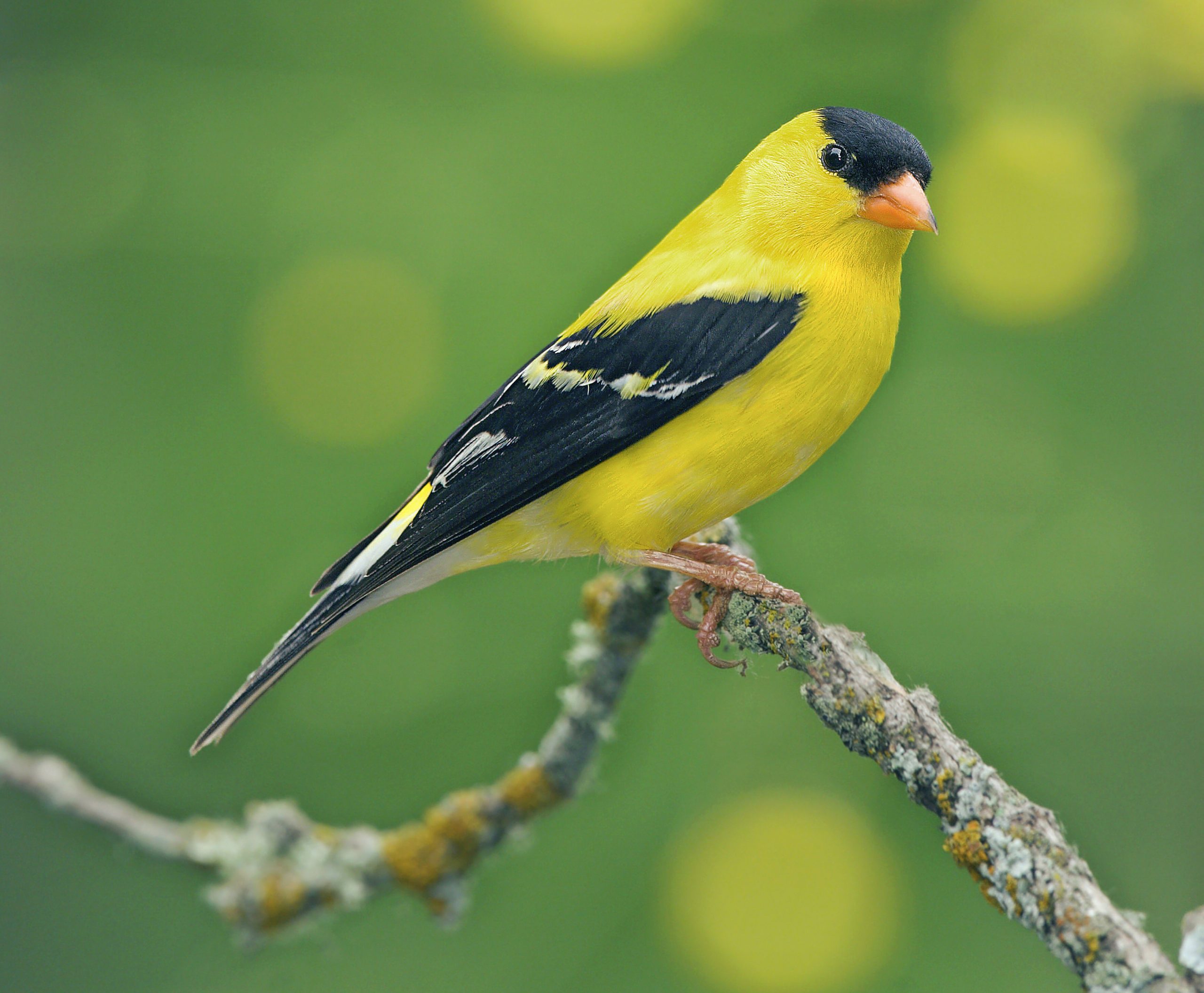Bird Anatomy 101: From Bird Beaks to Bird Feet