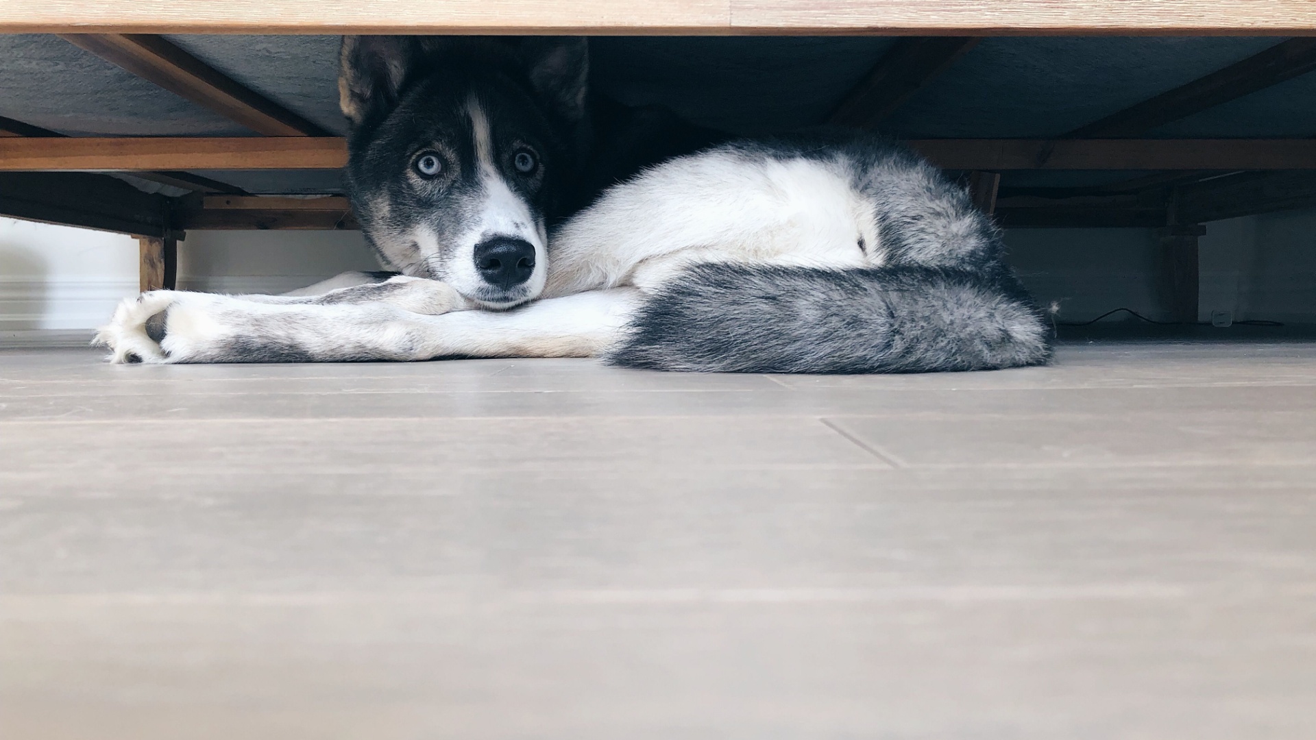 Dogs Hide Anxiety Well – Here’s How To Spot It Before It Gets Worse