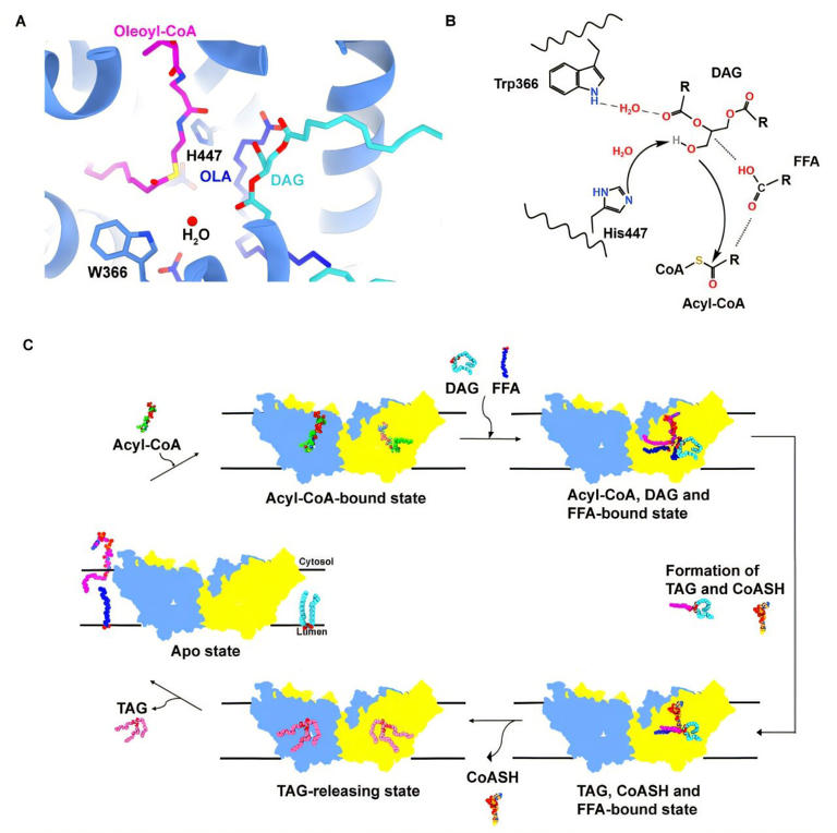 Scientists uncover catalytic mechanism behind fatty acid-driven plant ...