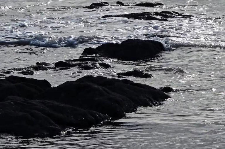 Shark fin sighted off Welsh resort's coast as one person says 'I'm not ...