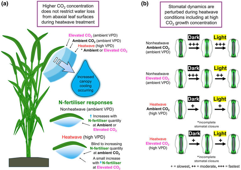 Wheat could use far more water than expected during future heat waves