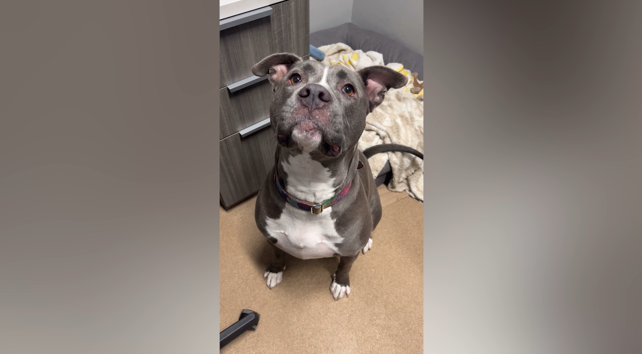 Pit Bull Mix Returned To Shelter Over And Over Again ‘Hasn’t Given Up Hope’