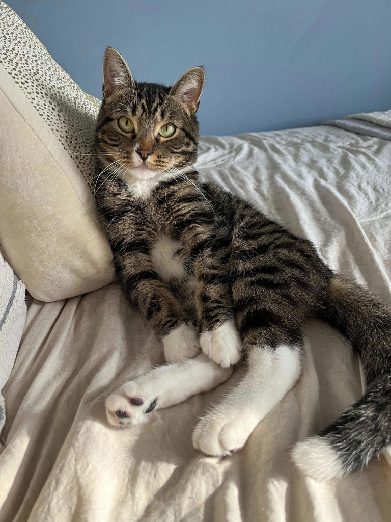Mike TV - who is small but mighty - voted cutest cat in US. See the ...