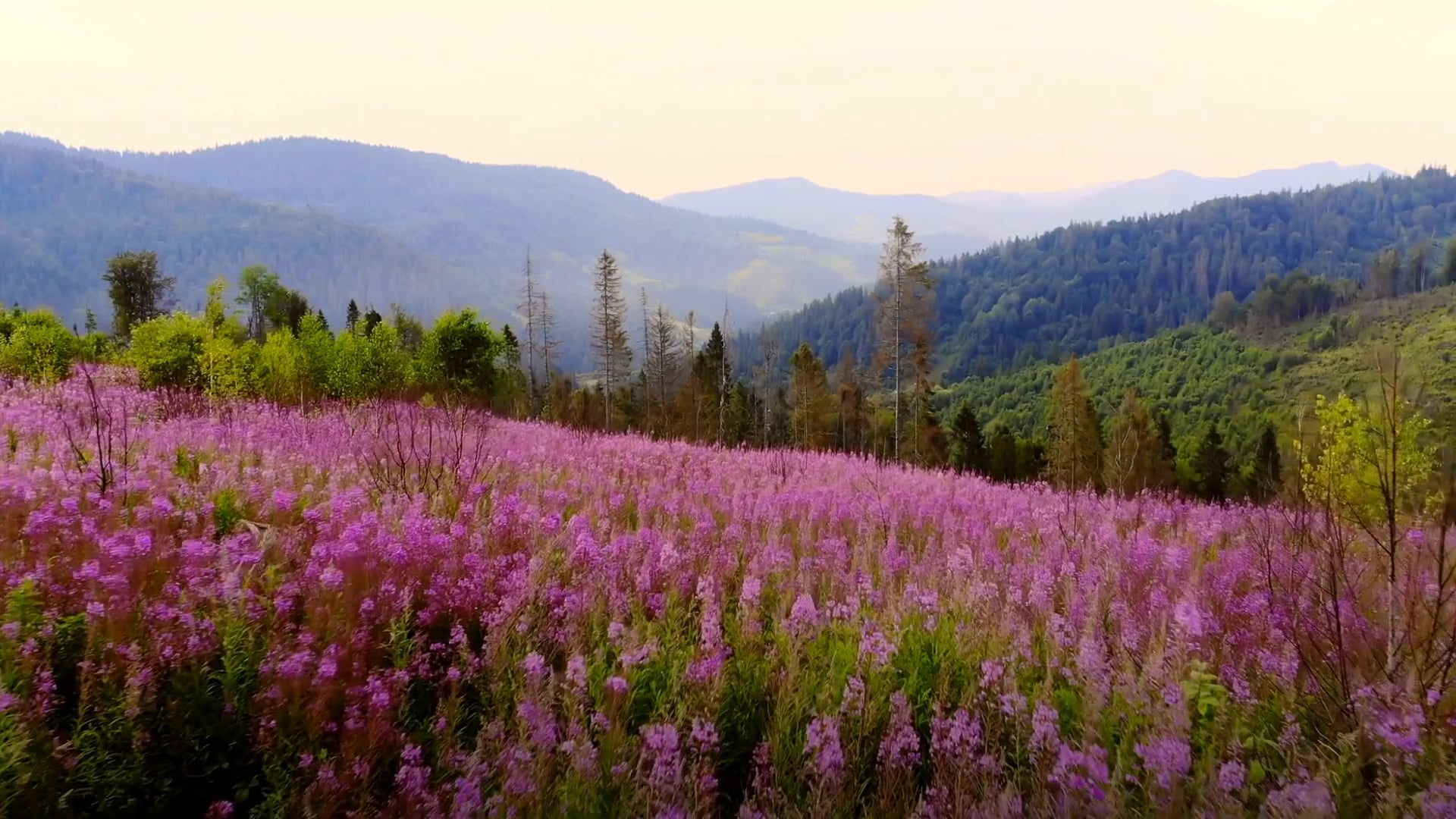 The Most Beautiful U.S. Wildflower Hikes, For National Take A Hike Day