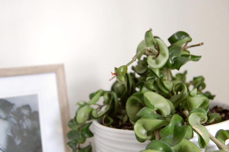 How to Grow and Care for Hindu Rope