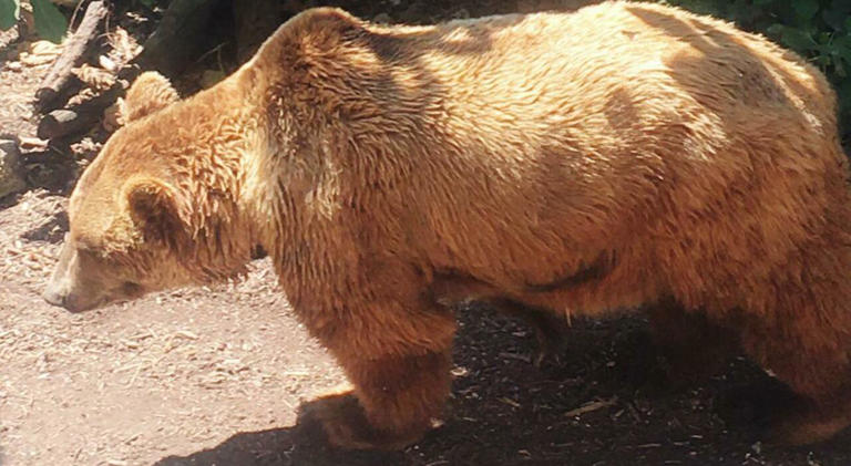 Zoo di Napoli, morto l'orso Peppe: «Aveva 42 anni, era uno degli ...