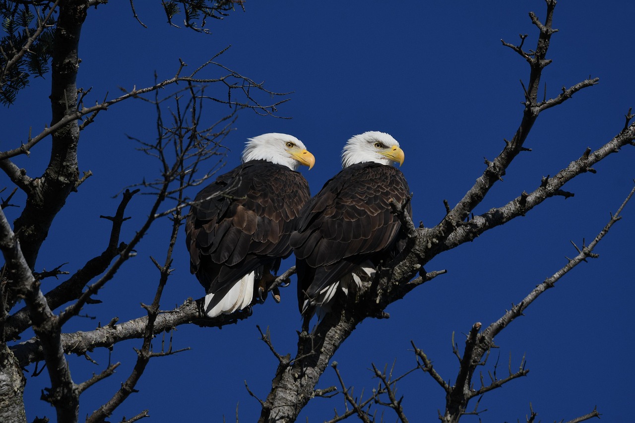 Animals that came back from the brink of extinction