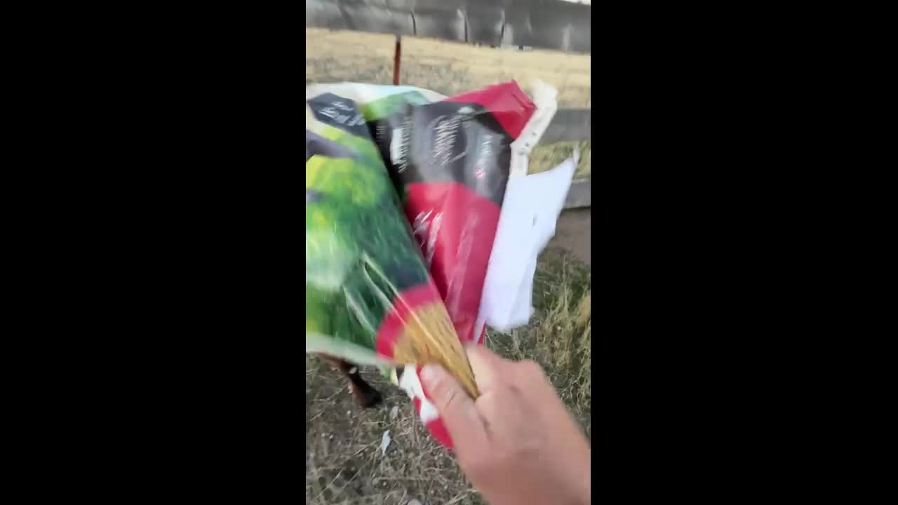 Goat gets head stuck in feed bag in Standish, California, USA