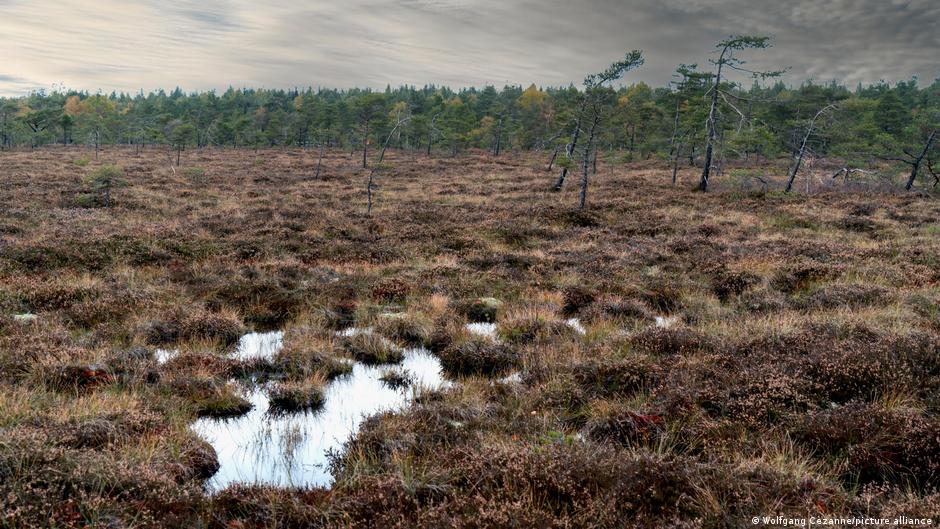 German farmers venture into risky wetlands to cut emissions