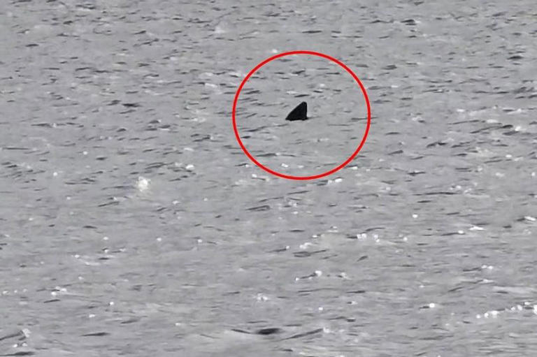 Shark fin spotted off UK coast prompting fears 'great white' is nearby