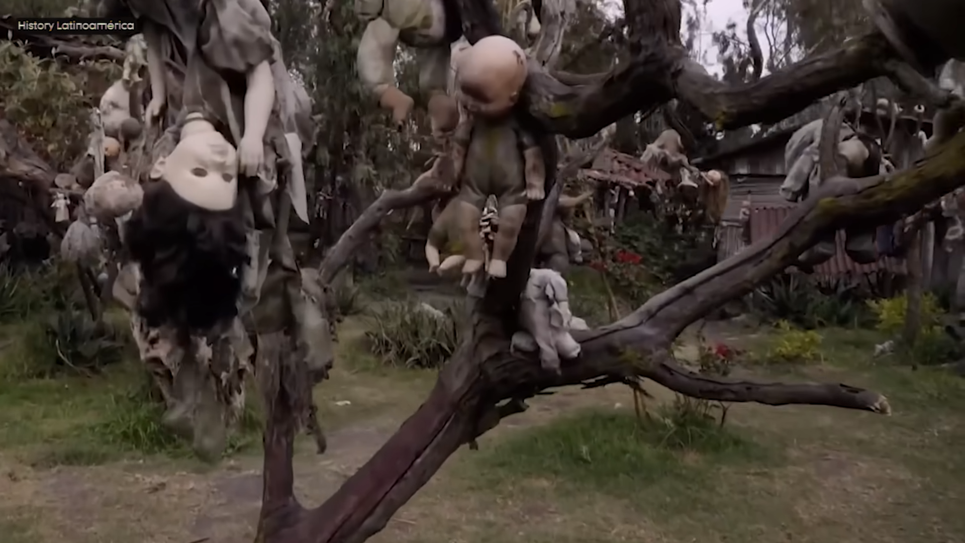 The Man Who Collected Dolls Until the Voices Finally Took Him