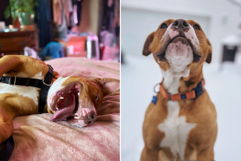 “Shut down” rescue dog ready for euthanasia, then one walk changed it all