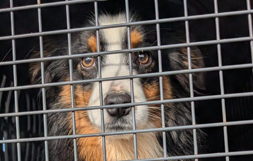 Isère : Ce refuge se retrouve saturé face à la hausse des abandons d ...