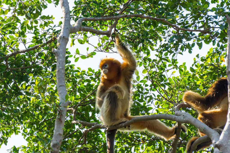 The Golden Snub-Nosed Monkey Looks Like an Ewok