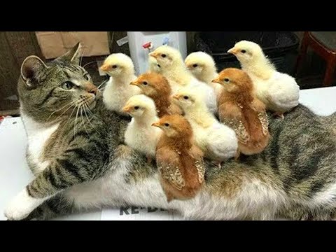 Cats and other animals break the rules to become best friends