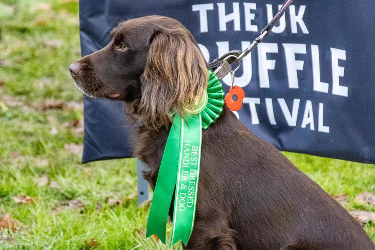 In photos: UK Truffle Festival and Truffle Dog Championships 2025 at ...