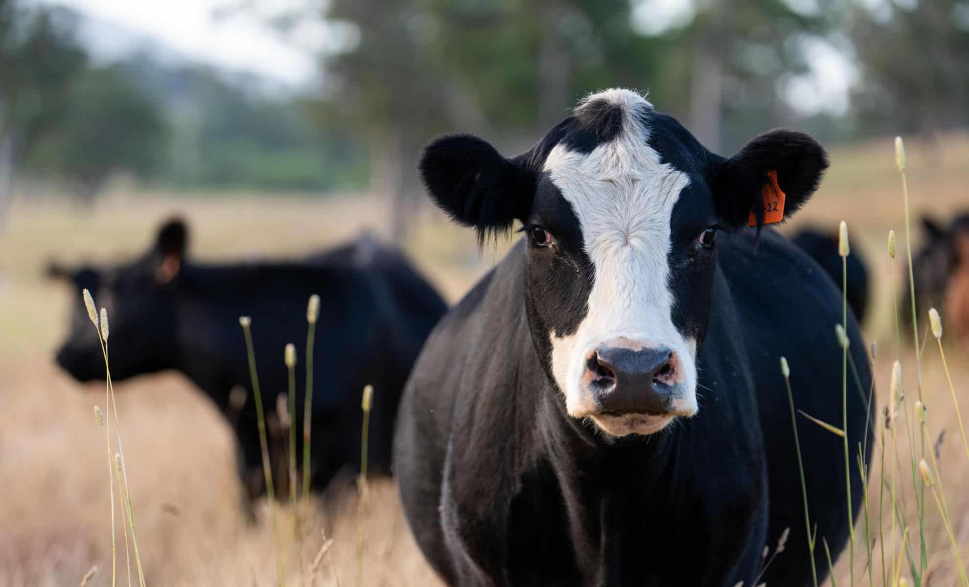 Cows Get Ultimate Freedom in This Futuristic Farm—Is This the Future of ...