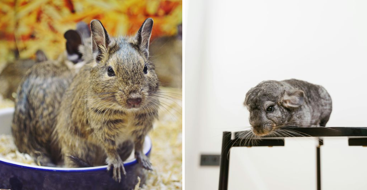 9 Of The Longest-Living Small Mammals